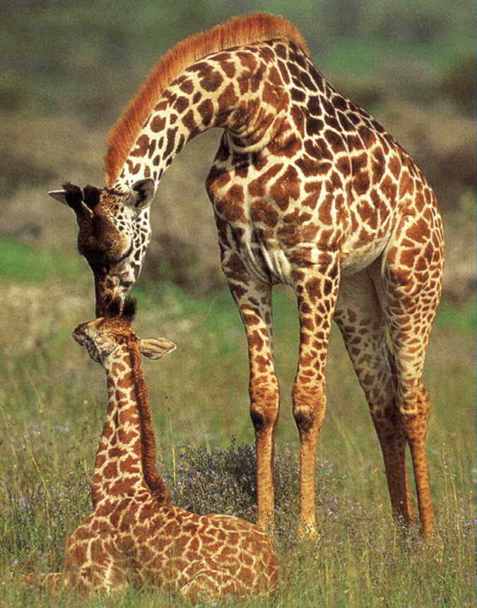 ANIMAL WORLD TokTil: Animal World - All about GIRAFFE around the world