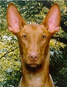 Fred's Humboldt Blog: Faro Hounds