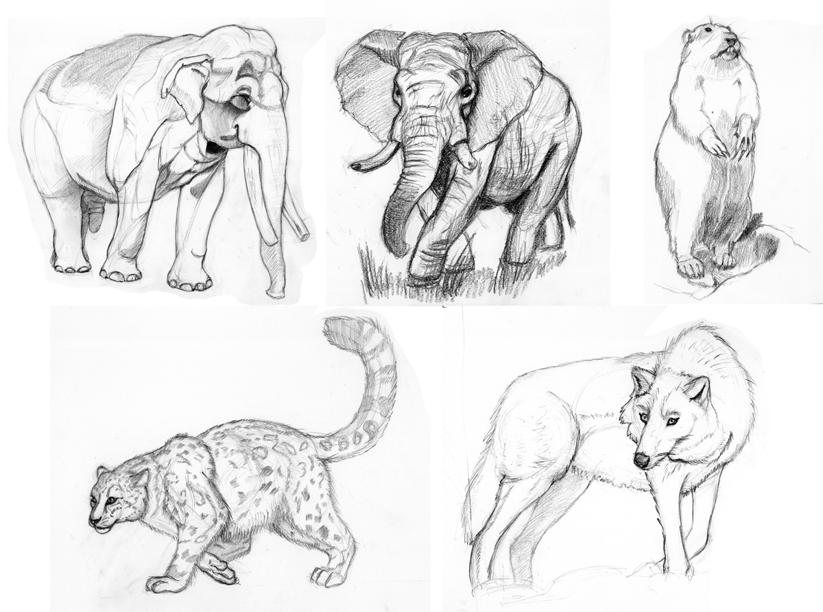 IronLupus Lair: Animals Drawings