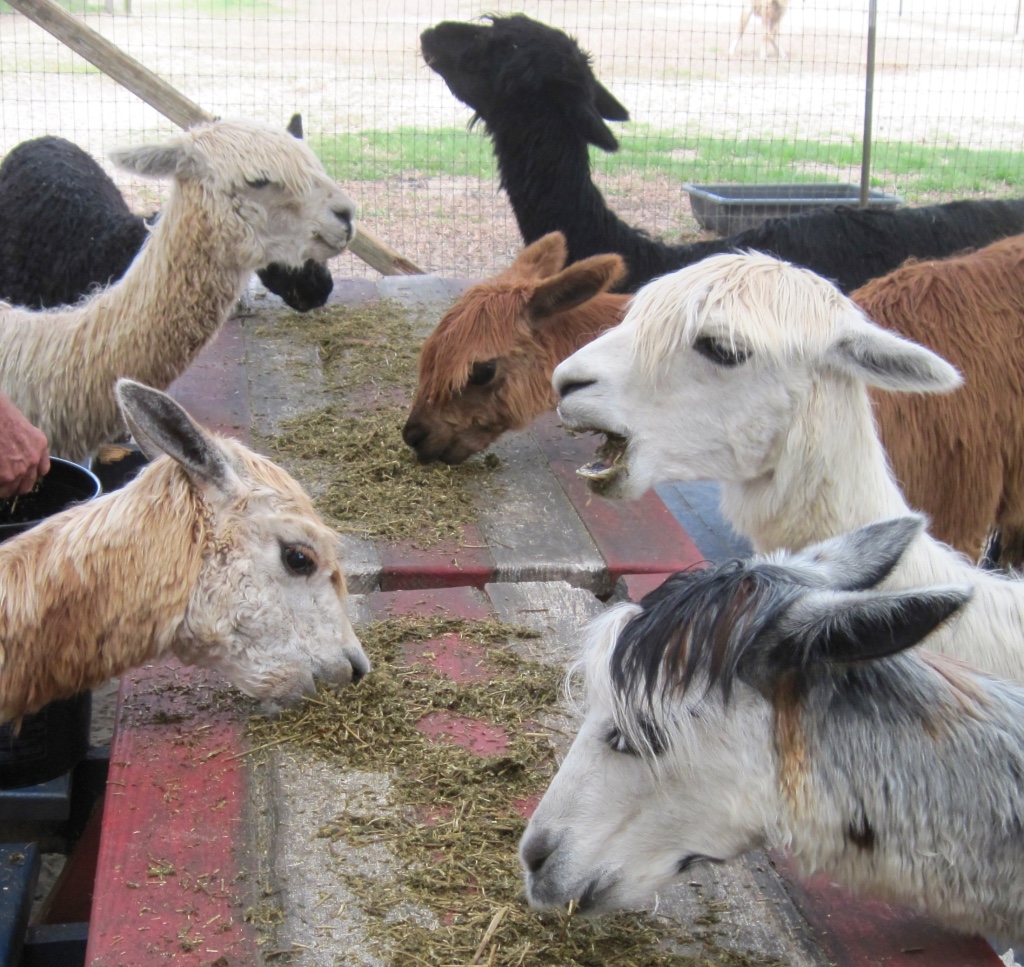 Travels of Jackie and Randy: Alpacas, Cuban Sandwiches, etc