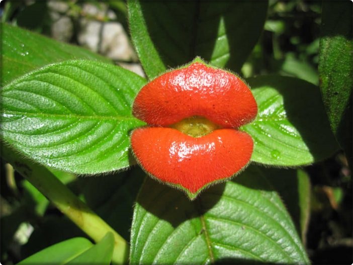 How to Grow and Care for Hot Lips Plant
