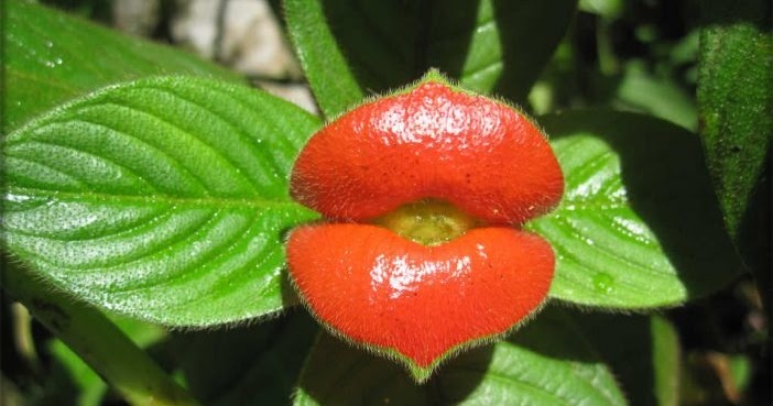 How to Grow and Care for Hot Lips Plant