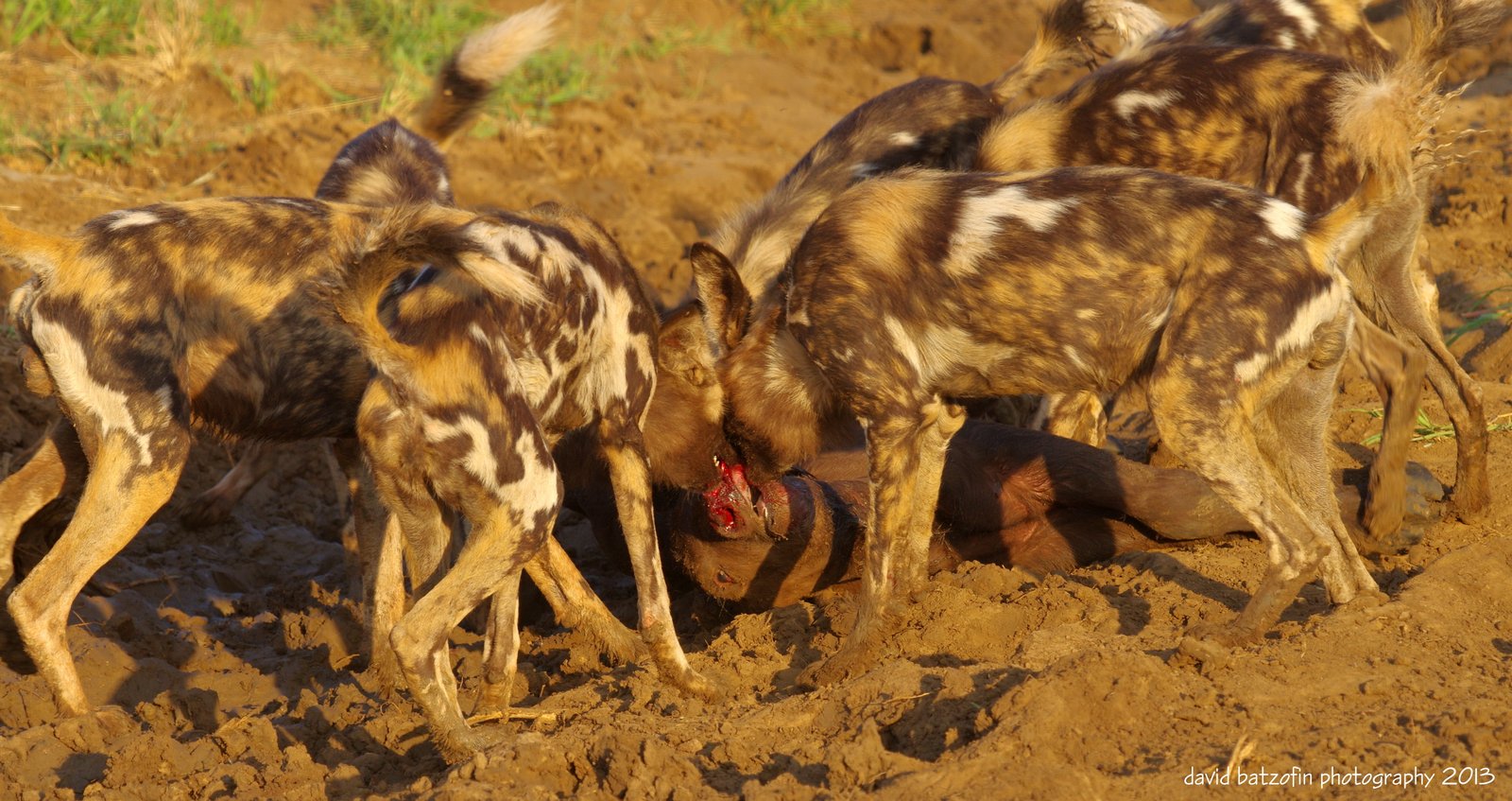 Wild dog kill during a game drive from Madikwe Safari Lodge - Travel ...