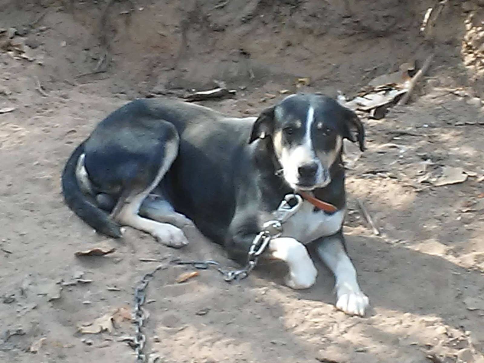 The Catahoula Hog Dog: The Right Stuff Genetically Speaking