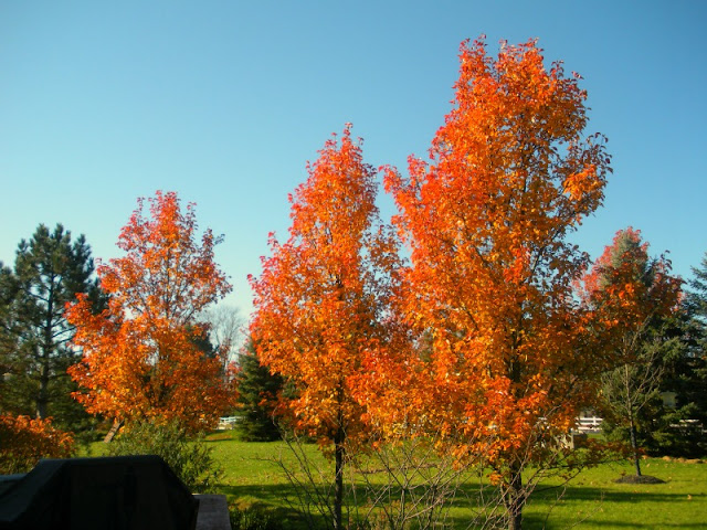 The Nest at Finch Rest: Autumn Trees in Backyard