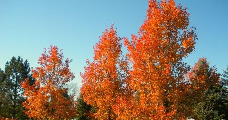 The Nest at Finch Rest: Autumn Trees in Backyard