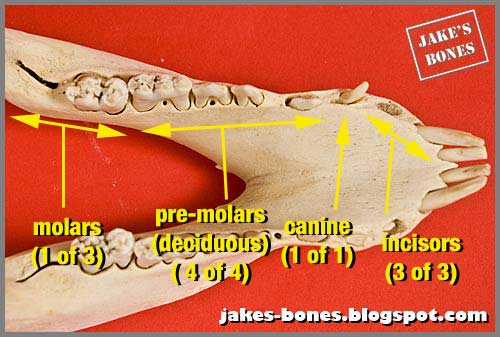 My pig skull : Jake's Bones
