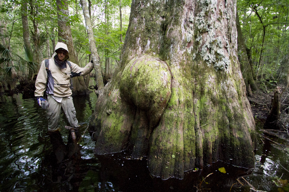 Mac Stone Photography Blog: Green Swamp