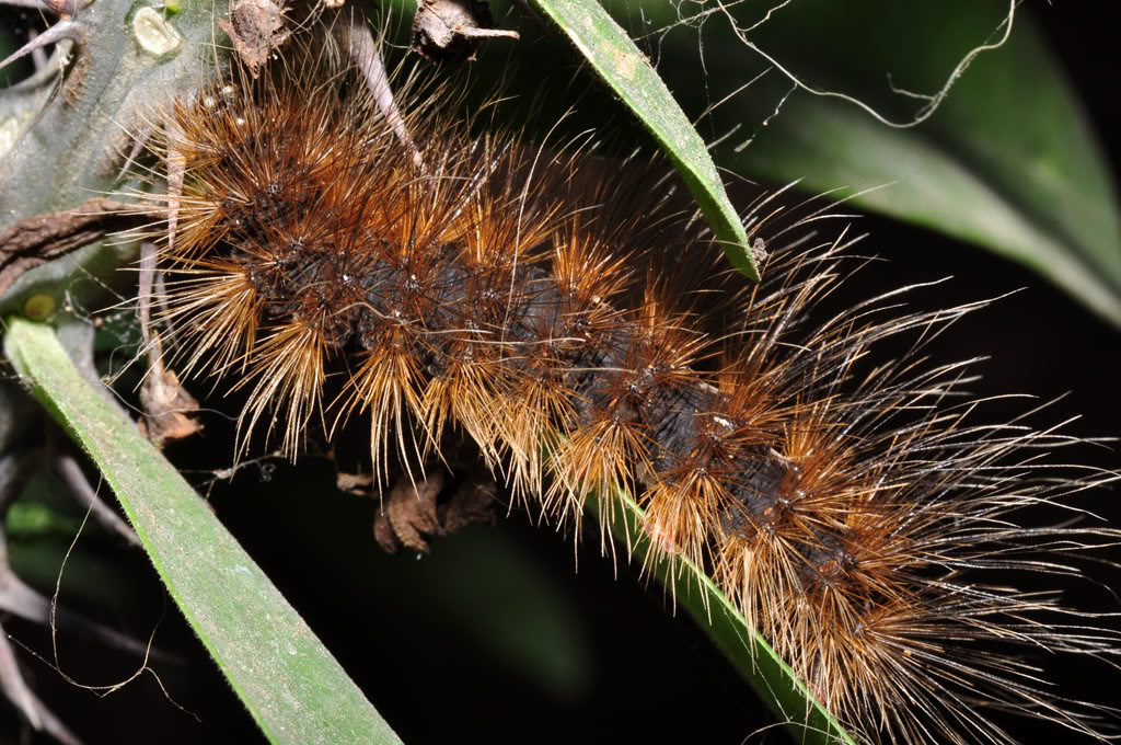 El Kusinero y Labandero