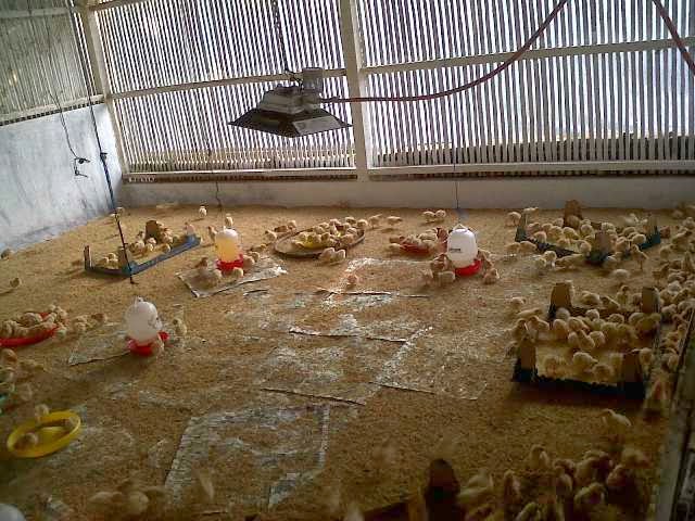 Langkah Awal Pemanasan DOC / Proses Brooding | Distributor DOC Ayam Broiler