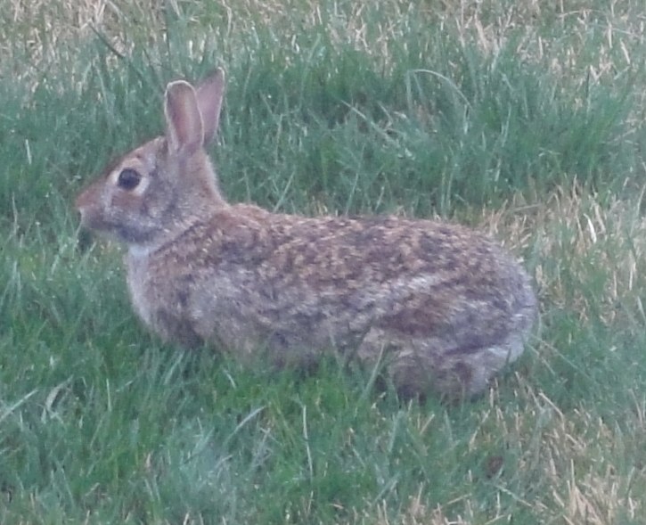 Little Hittle: Bunny in the Backyard