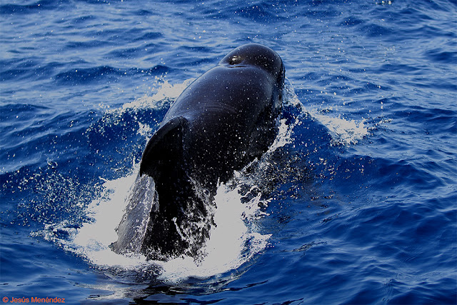 © DEMENCIA ORNITOLOGICA 43º23´N 3º13´W: Calderón común. Globicephala ...