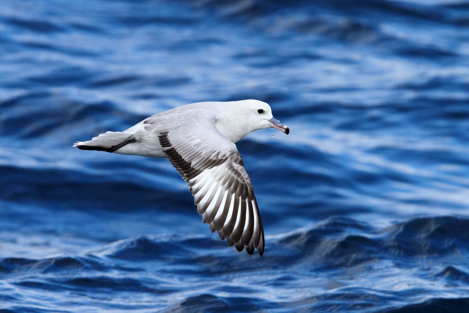 Rockjumper - Worldwide Birding Adventures: Zest for Birds Pelagic Cruise