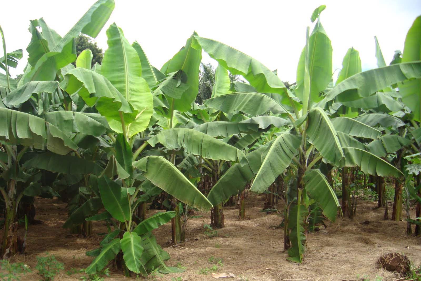 Kilimo Bora cha Migomba