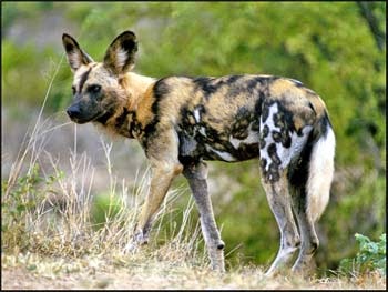 Lycaon Pictus Animals | Interesting Facts & Latest Pictures | The Wildlife