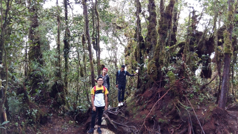 TRAVELOG: GUNUNG IRAU, CAMERON HIGHLAND : Hutan Lumut Tercantik, macam ...