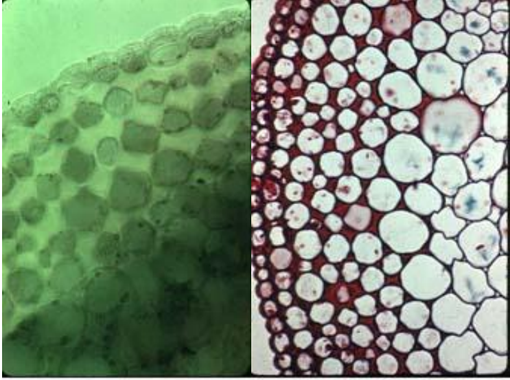 PENDIDIKAN: JARINGAN KOLENKIM