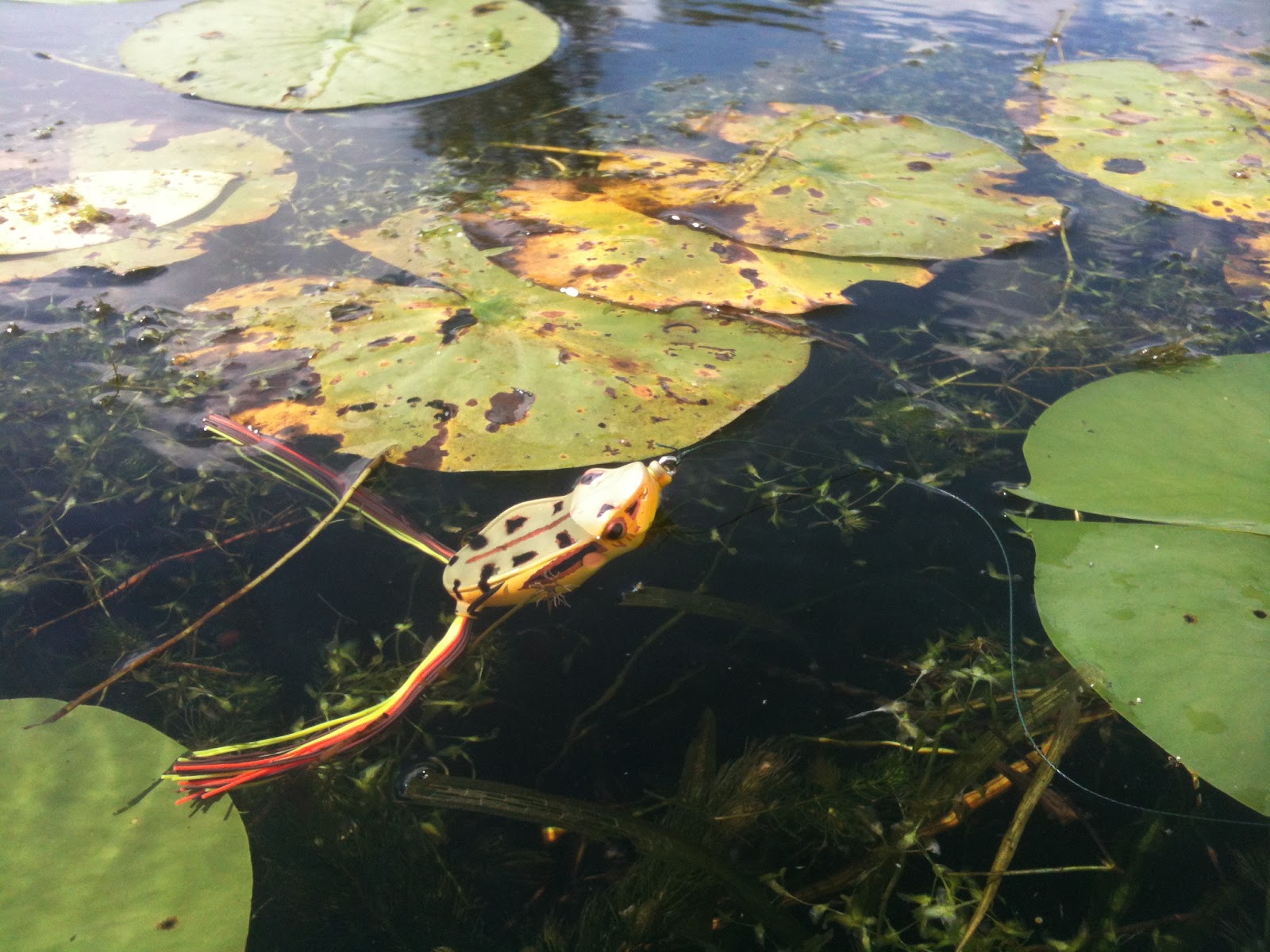 Bass Junkies Frog Pond: River2Sea Bully Wa Frog Review