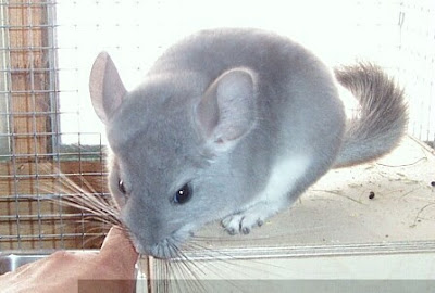 Chinchilla | Info and Photos-Images | The Wildlife