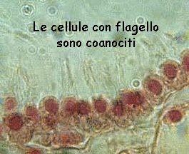 Liceo Scientifico e Linguistico Galileo Galilei di Civitavecchia ...