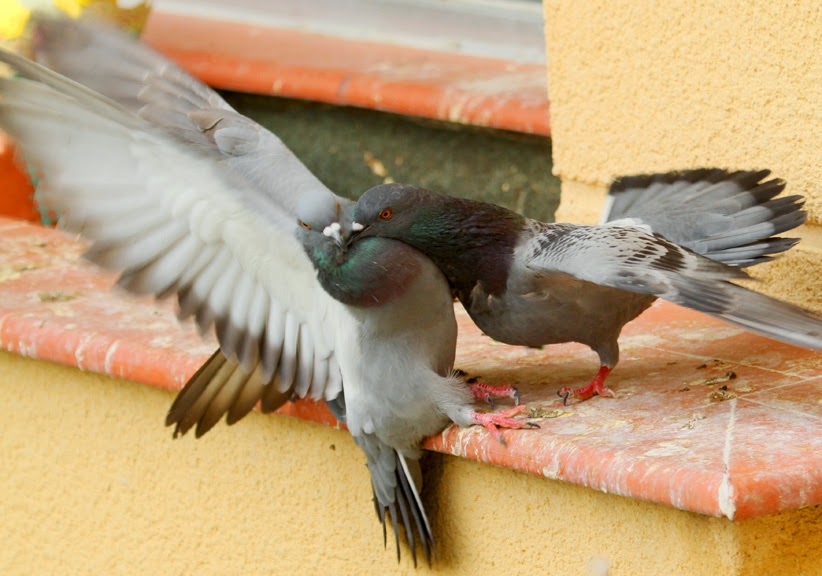 Abejarucos... y otros animales: ¿Las "ratas del aire"?