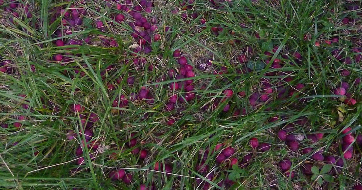 Living the life in Saint-Aignan: Petites prunes rouges