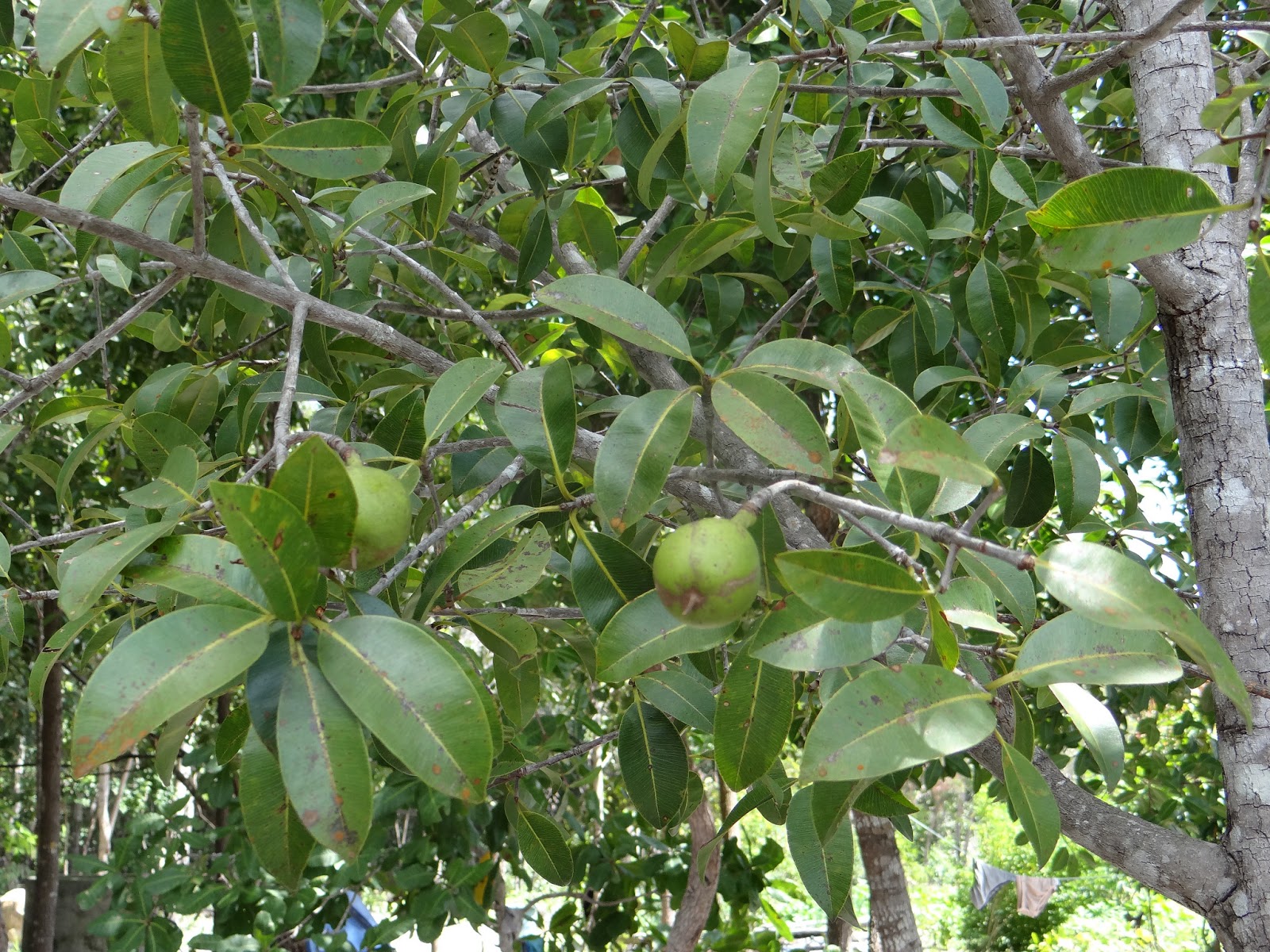 FRUTAS BRASIL: Cultura do Bacuri