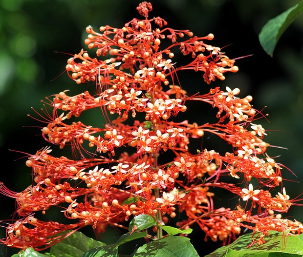 Bunga Pagoda ( Clerodendrum japonicum (Thunb) ) ~ Artikel Kesehatan