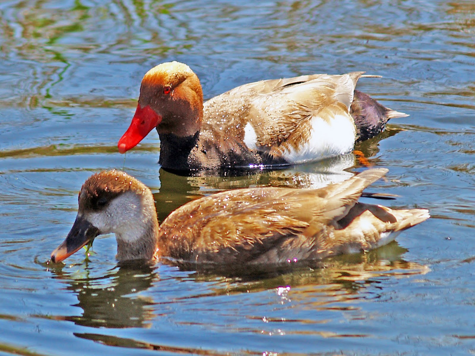Avistabirds: pato colorado (netta rufina)