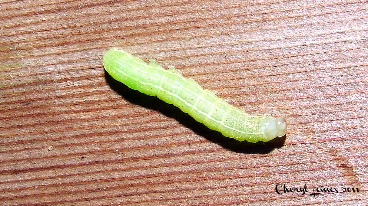 Stuff by Cher: The early bird gets the worm.The early worm... gets eaten.