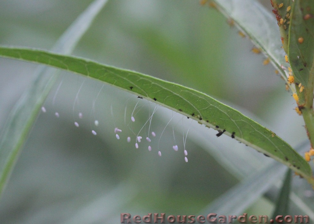 Red House Garden: My Bug Babies