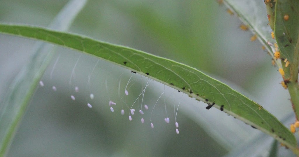 Red House Garden: My Bug Babies