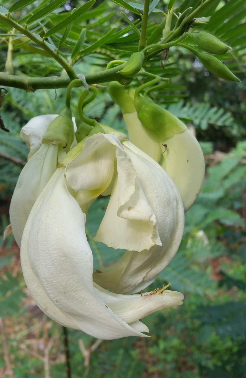 Warisan Petani: WW 15 : Bunga Pokok Turi