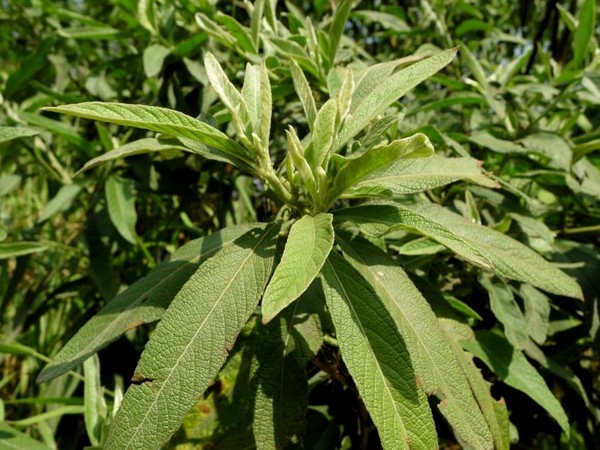 10 Manfaat Daun Sembung Untuk Mengobati Penyakit Berat dan Ringan