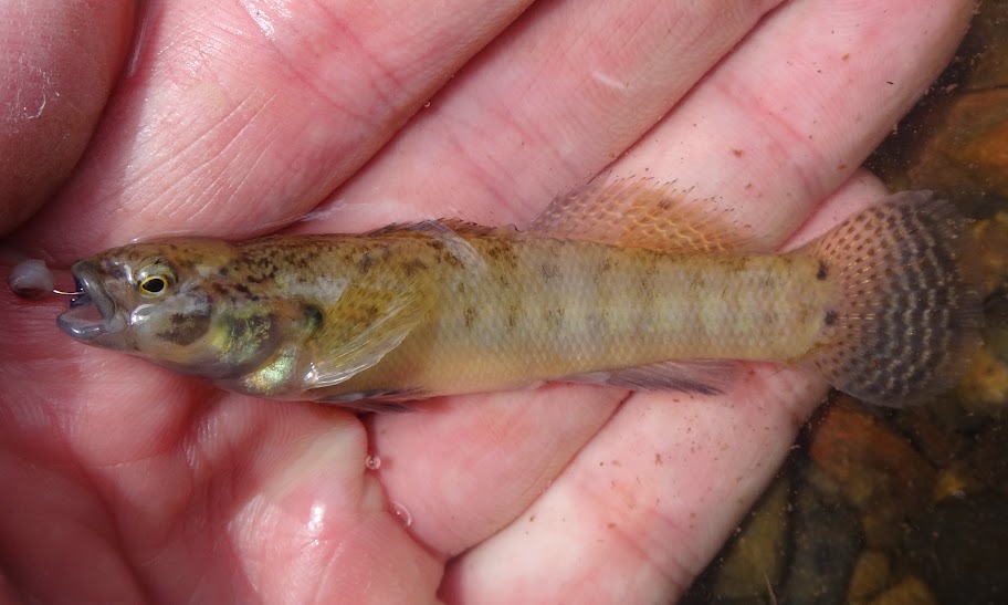 Some type of darter. I'm still trying to figure this one out. I have a ...