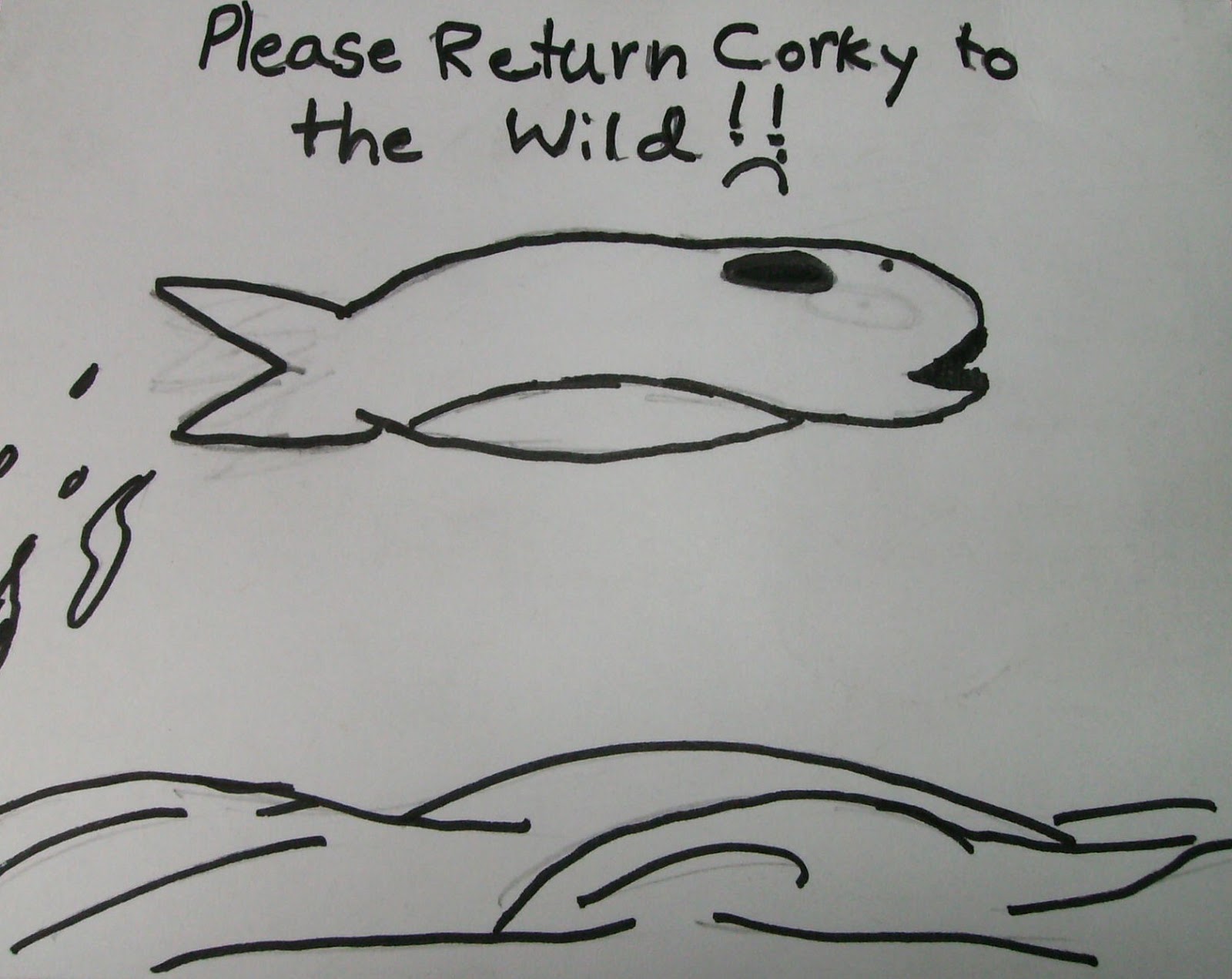 KEEP IT WILD!: Corky the Killer Whale