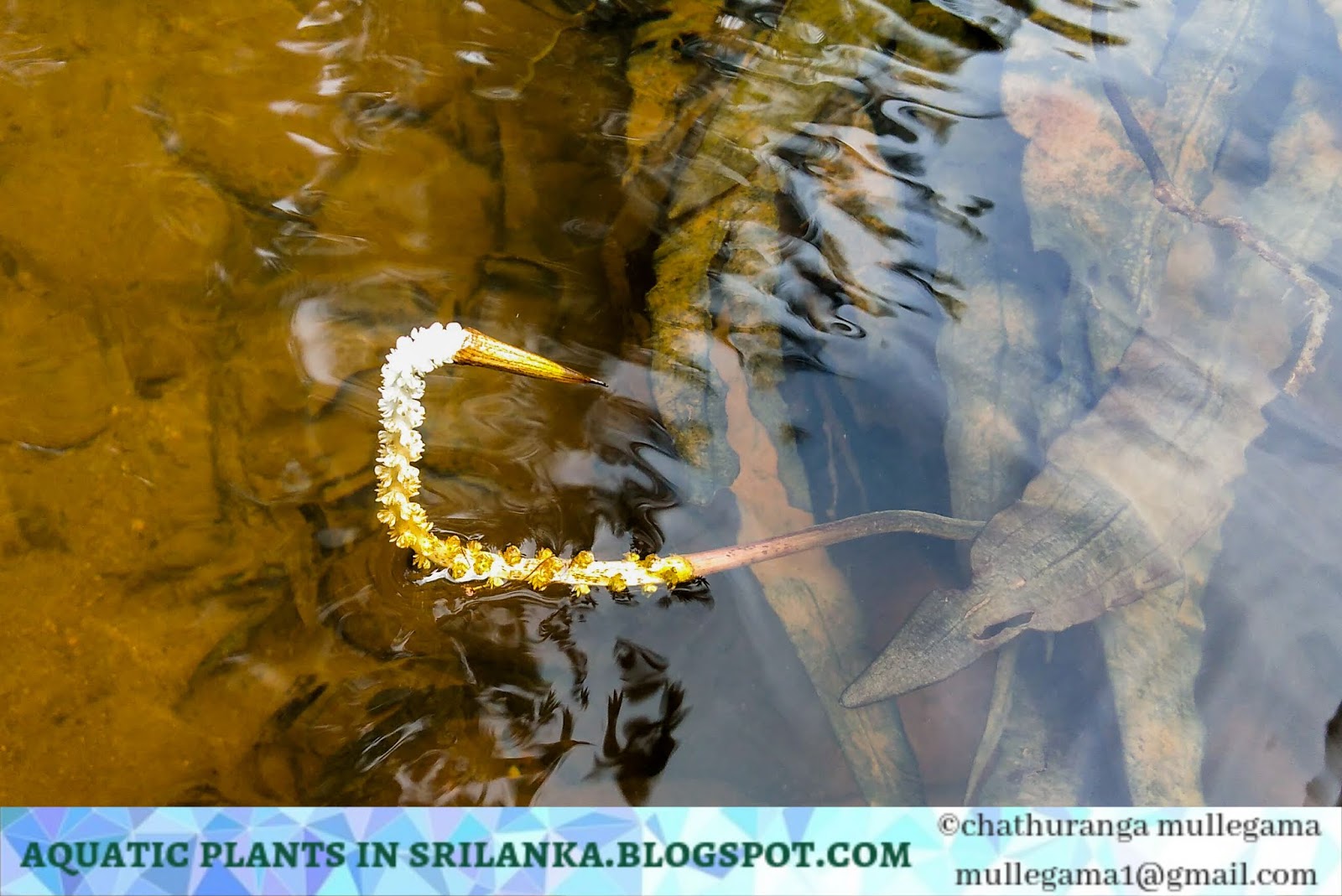 APONOGETON RIGIDIFOLIUS