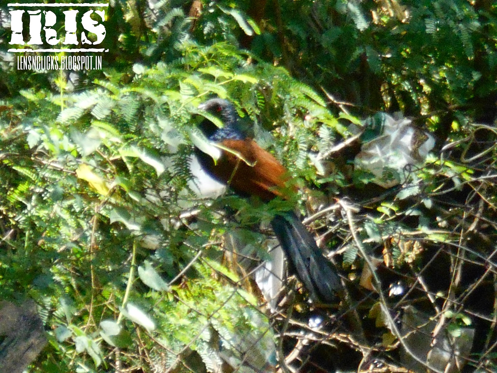 Greater Coucal Bird | Chemboth | Uppan | Iris