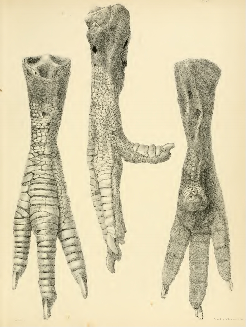 The Study: Dodo or Solo