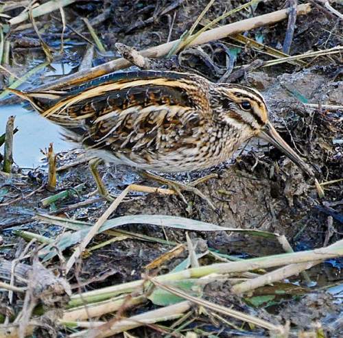 Jack snipe | Birds of India | Bird World