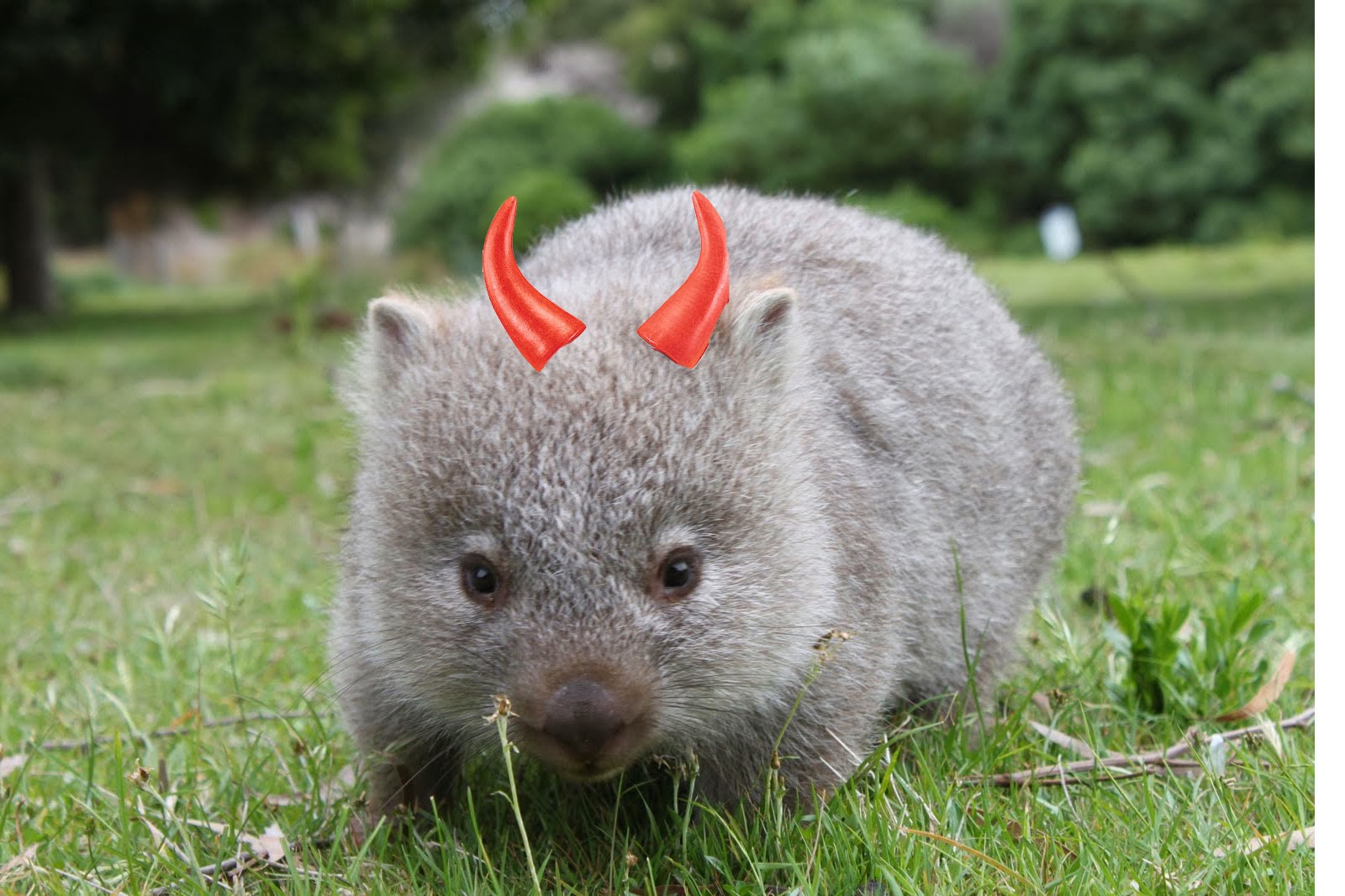 Walker's Art : DEVIL WOMBAT TUTORIAL