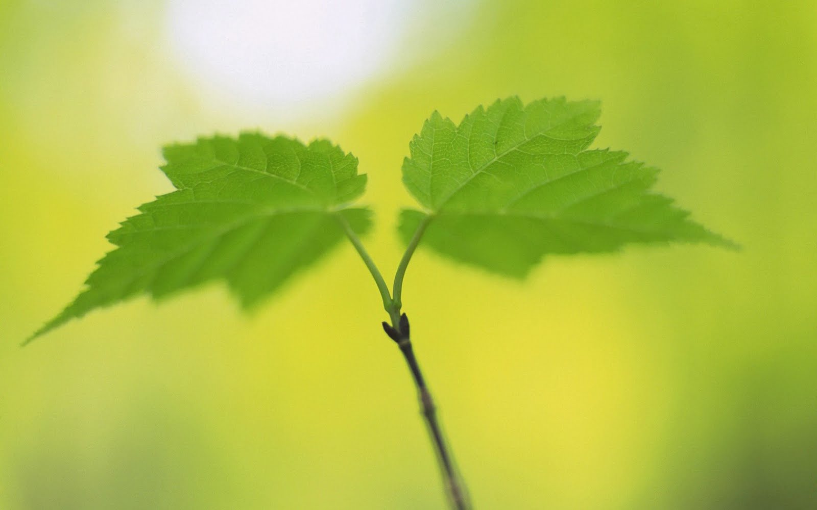 Free Wallpapers Collection: Green Leaf High Definition High Quality ...