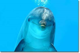 Dolphin crazy: Dolphin that follows your mouse!