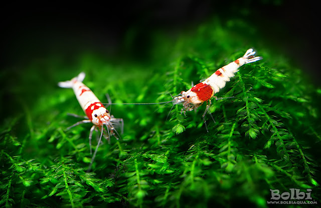 Keeping and breeding Crystal Red Shrimps (CRS) ~ Bolbi Aquarium