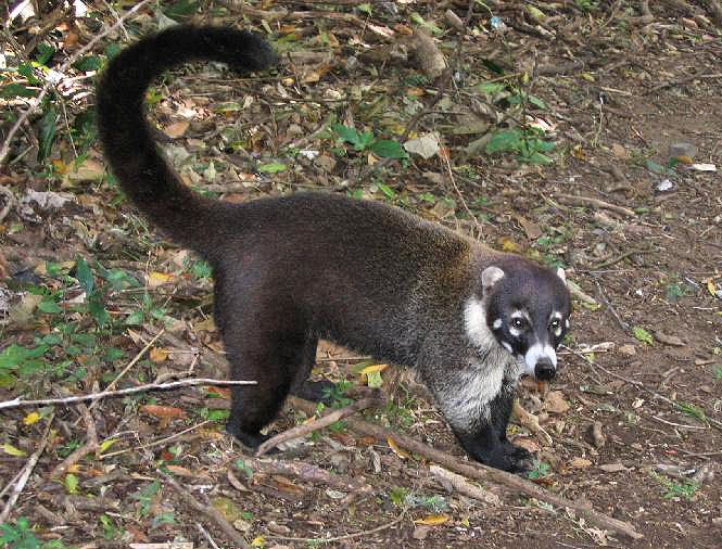Coati | Animal Wildlife