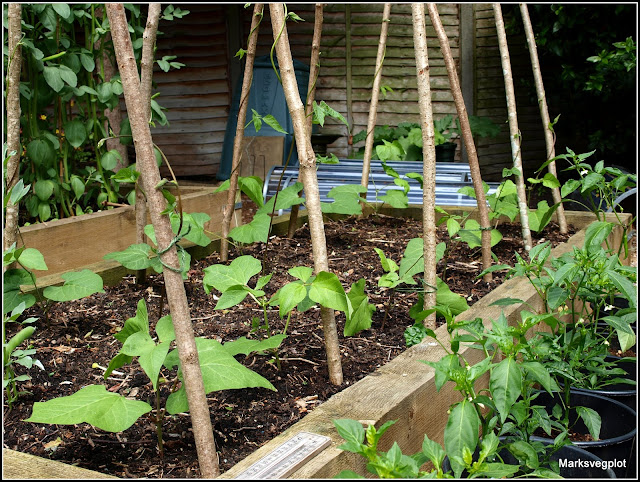 Mark's Veg Plot: Runner Beans - tips and a problem