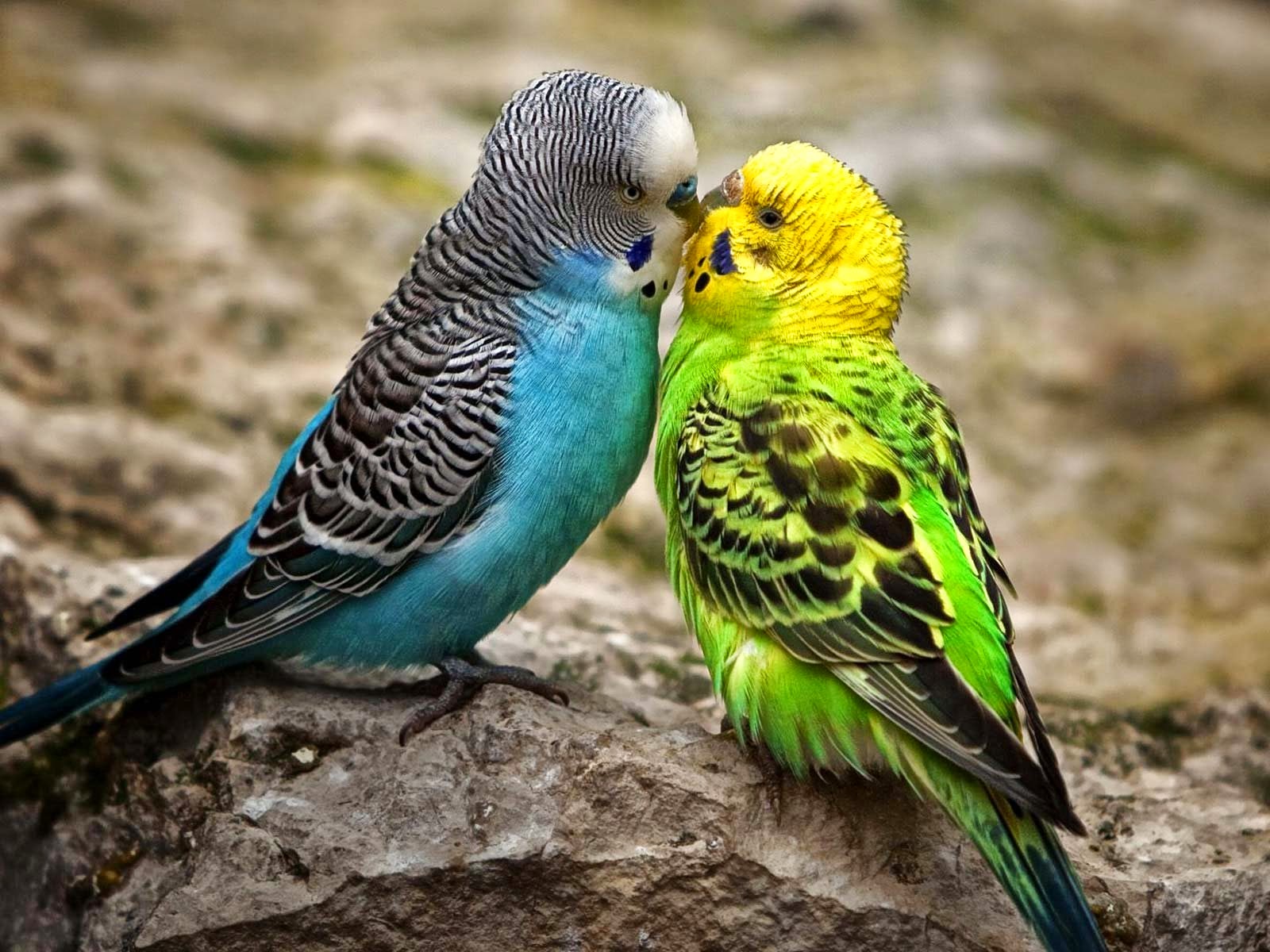 Fotos e Curiosidades- Pássaros : Periquito