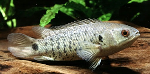Ikan Puyu (Climbing Perch) Anabias testudineus | Www.SeluasLautan.Com
