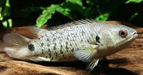 Ikan Puyu (Climbing Perch) Anabias testudineus | Www.SeluasLautan.Com