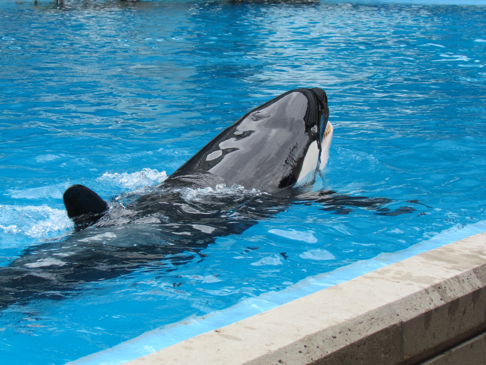 The Nelsons: Sea World - Shamu